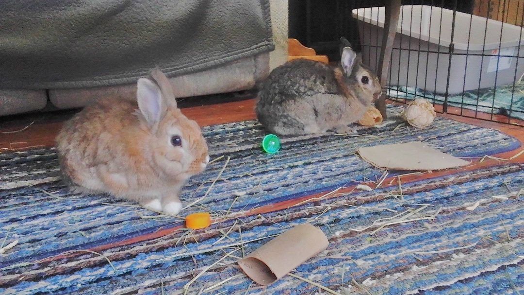 Rabbit for adoption - Minnie and Crumpet, a Lionhead in Eugene, OR ...