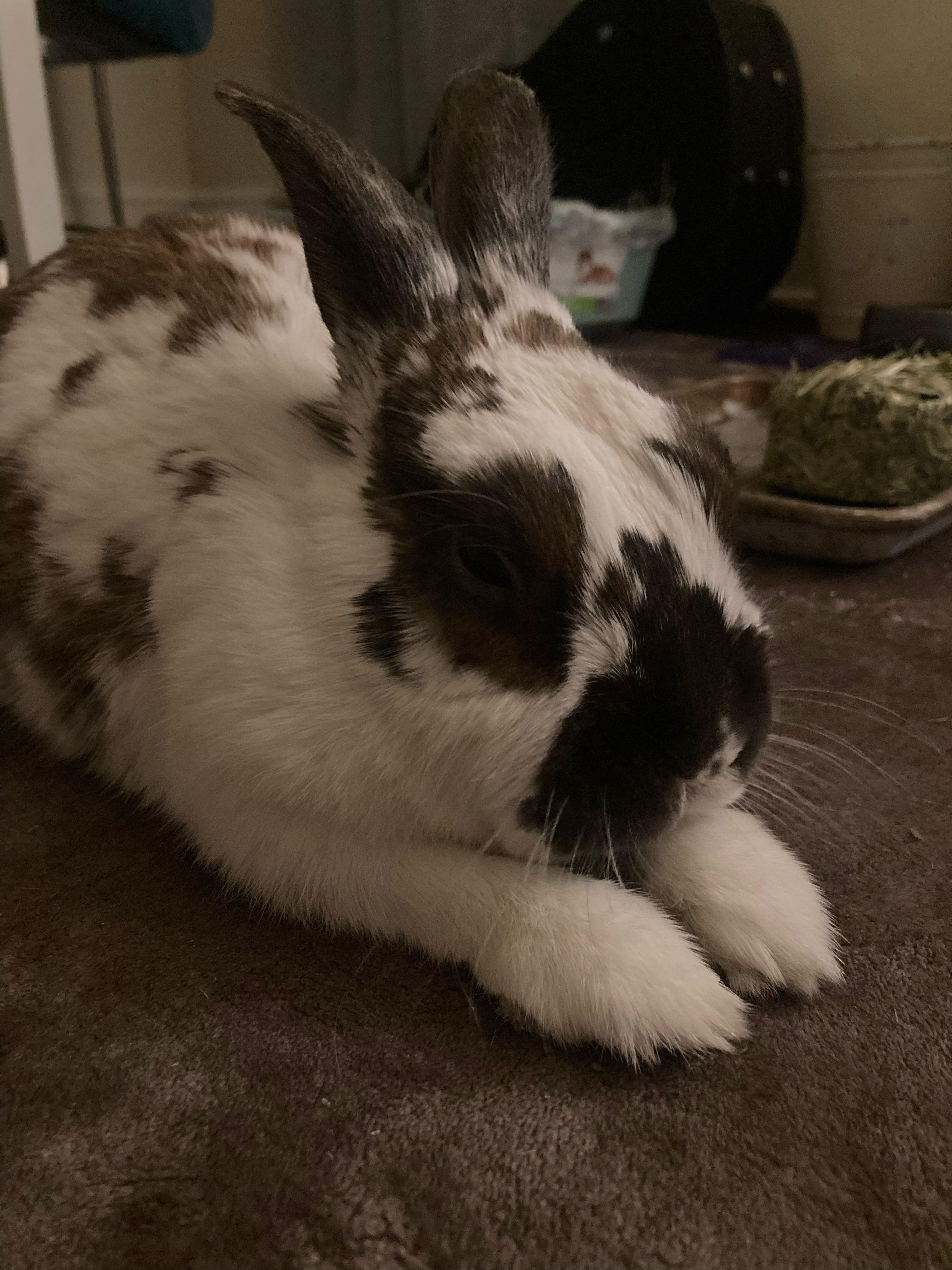 Rabbit for adoption - Max, a Rex & Bunny Rabbit Mix in Asheville, NC ...
