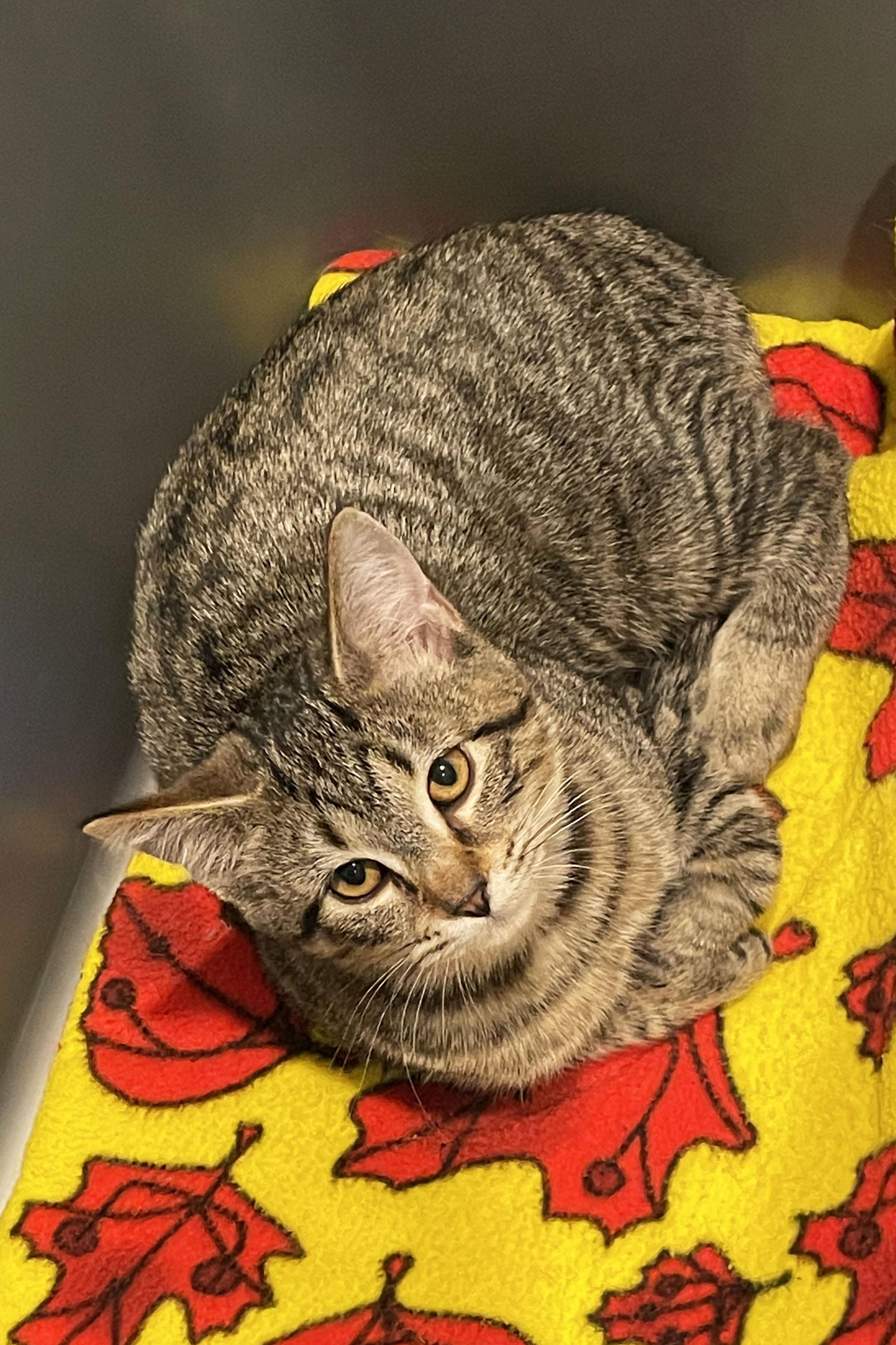 Cat for adoption - Anne Bonny, a Domestic Short Hair in Lincoln, NE ...