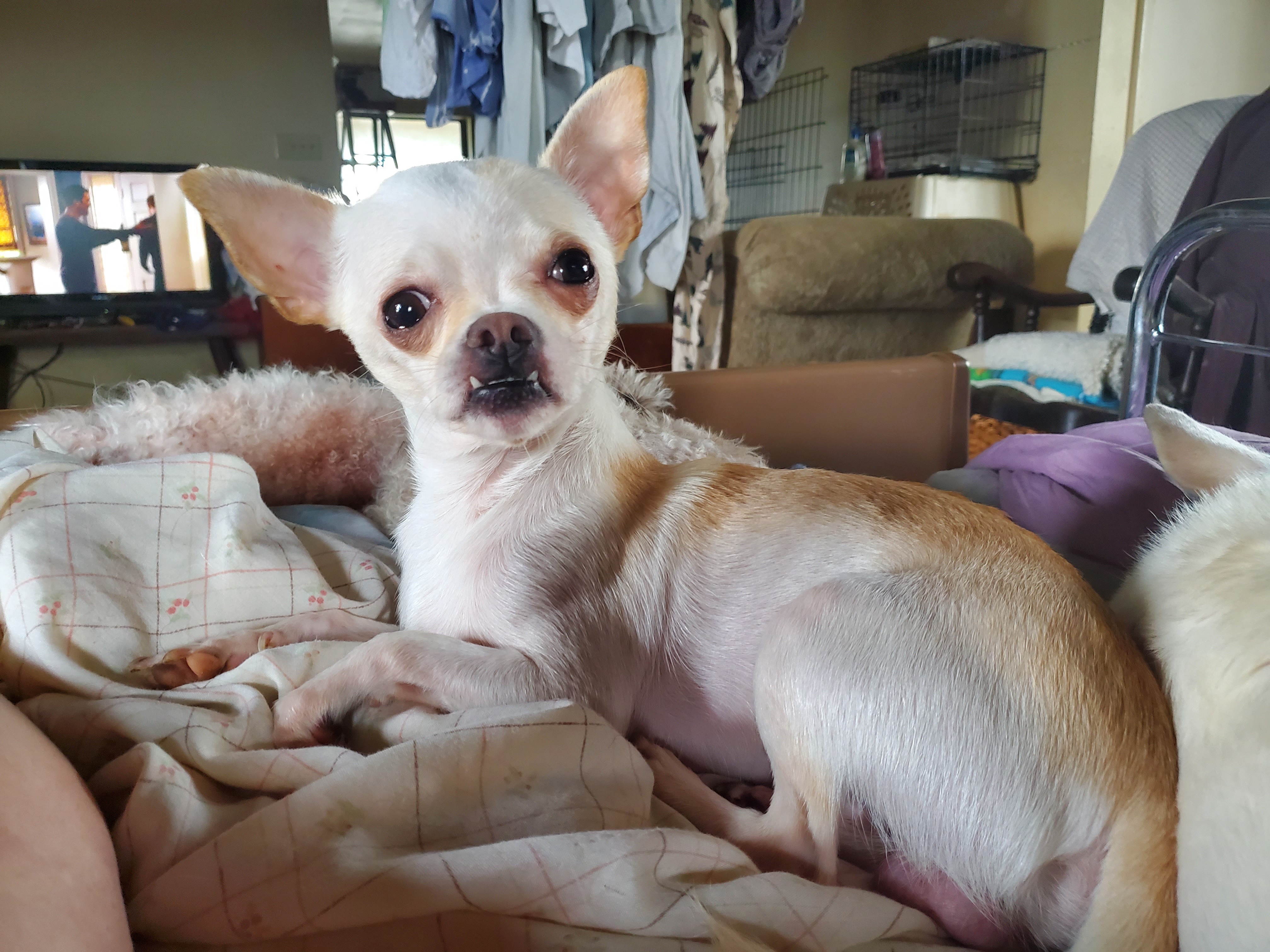 Dog for adoption - Beluga - Resident Angel (Permanent Sanctuary Foster ...