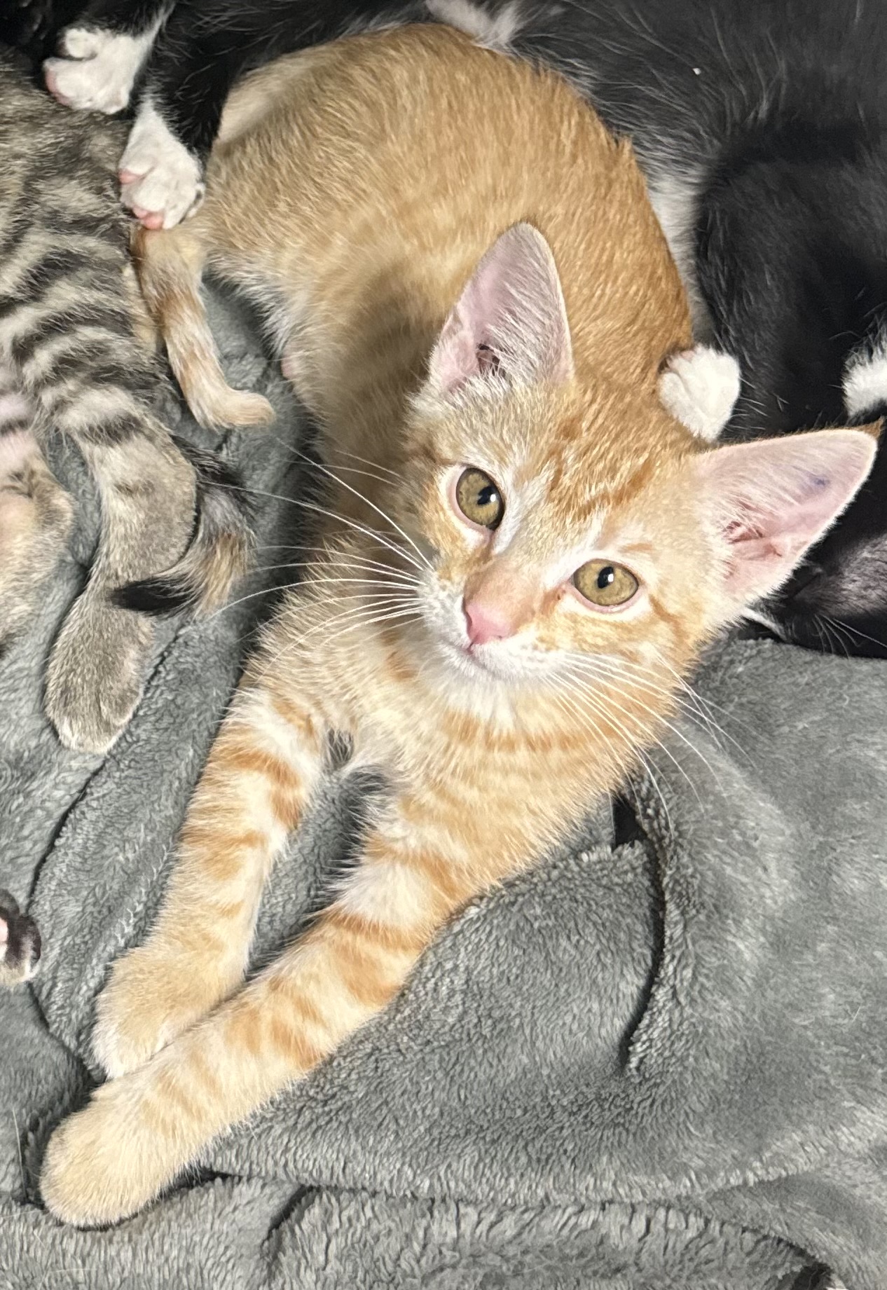 Cat for adoption - Garfield, a Domestic Short Hair in Bentonville, AR ...