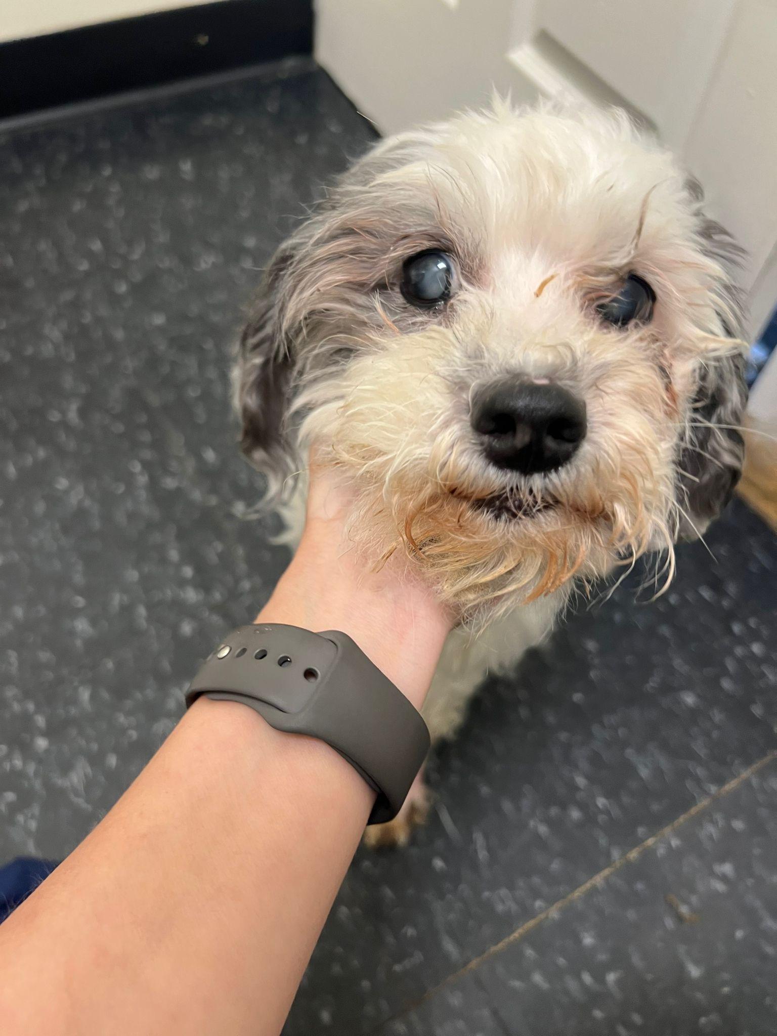 Dog for adoption - Ginny, a Mixed Breed in Brooklyn, NY | Petfinder