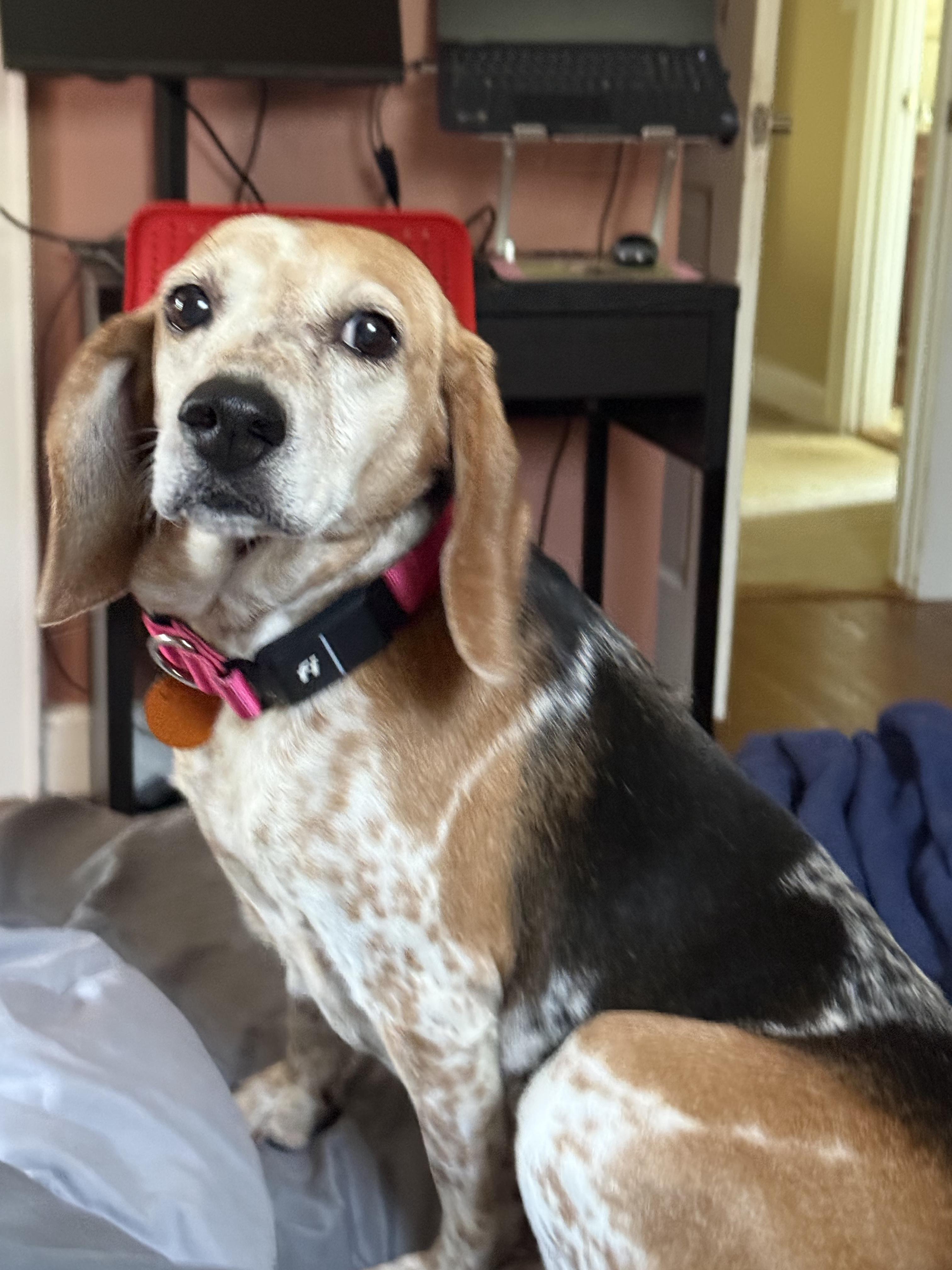 Jamie - Adoptable Pet | Petfinder | Petfinder