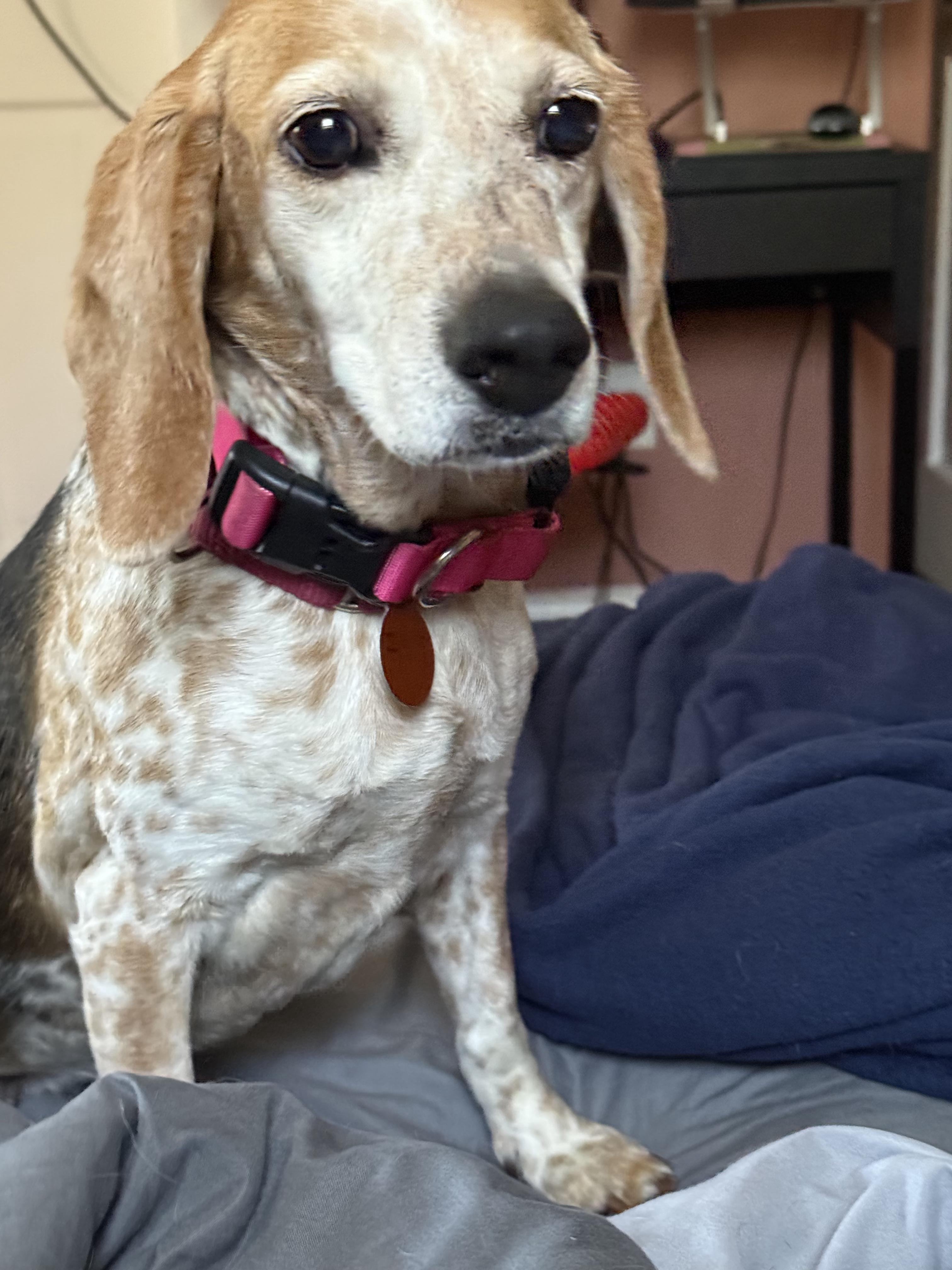 Jamie - Adoptable Pet | Petfinder | Petfinder