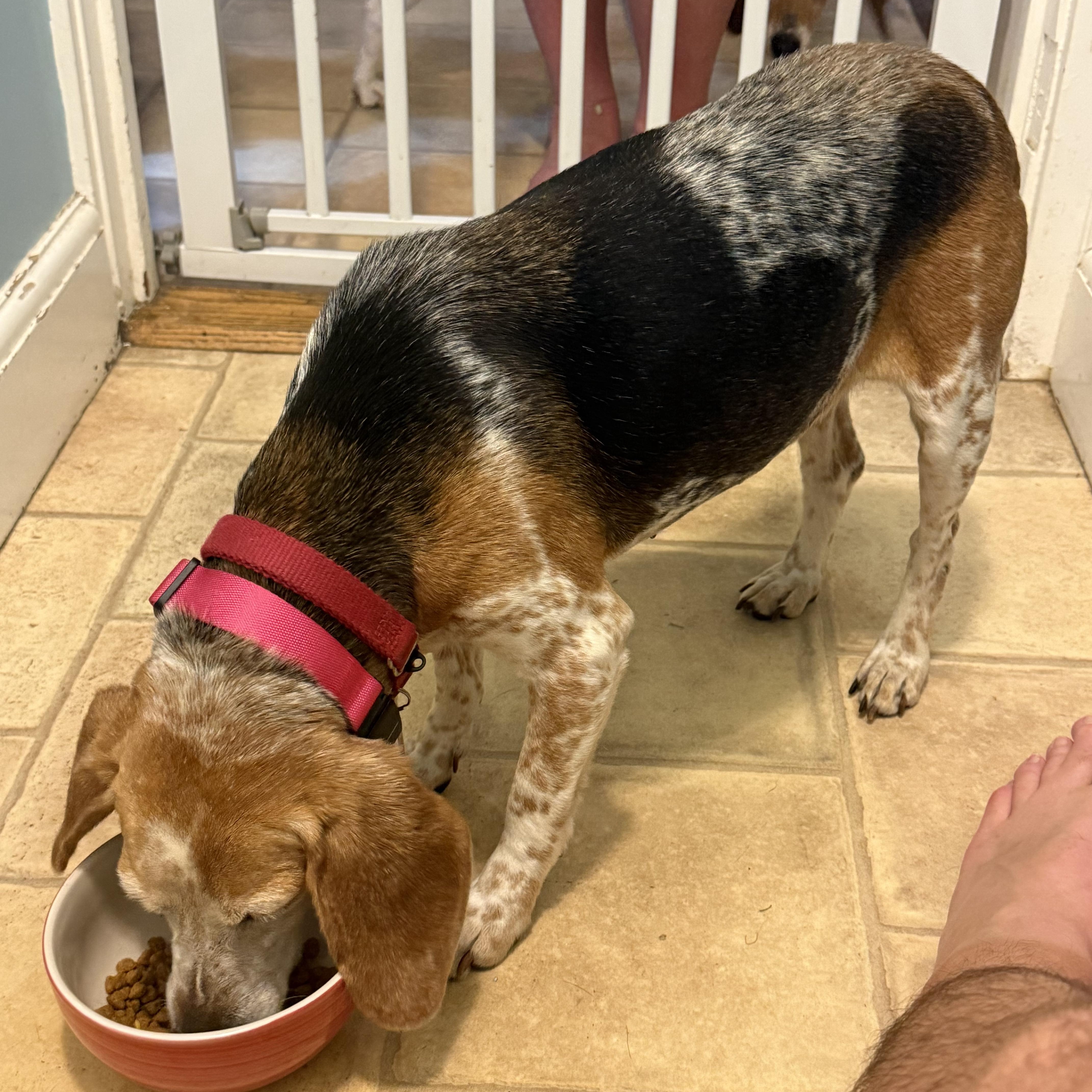 Jamie - Adoptable Pet | Petfinder | Petfinder