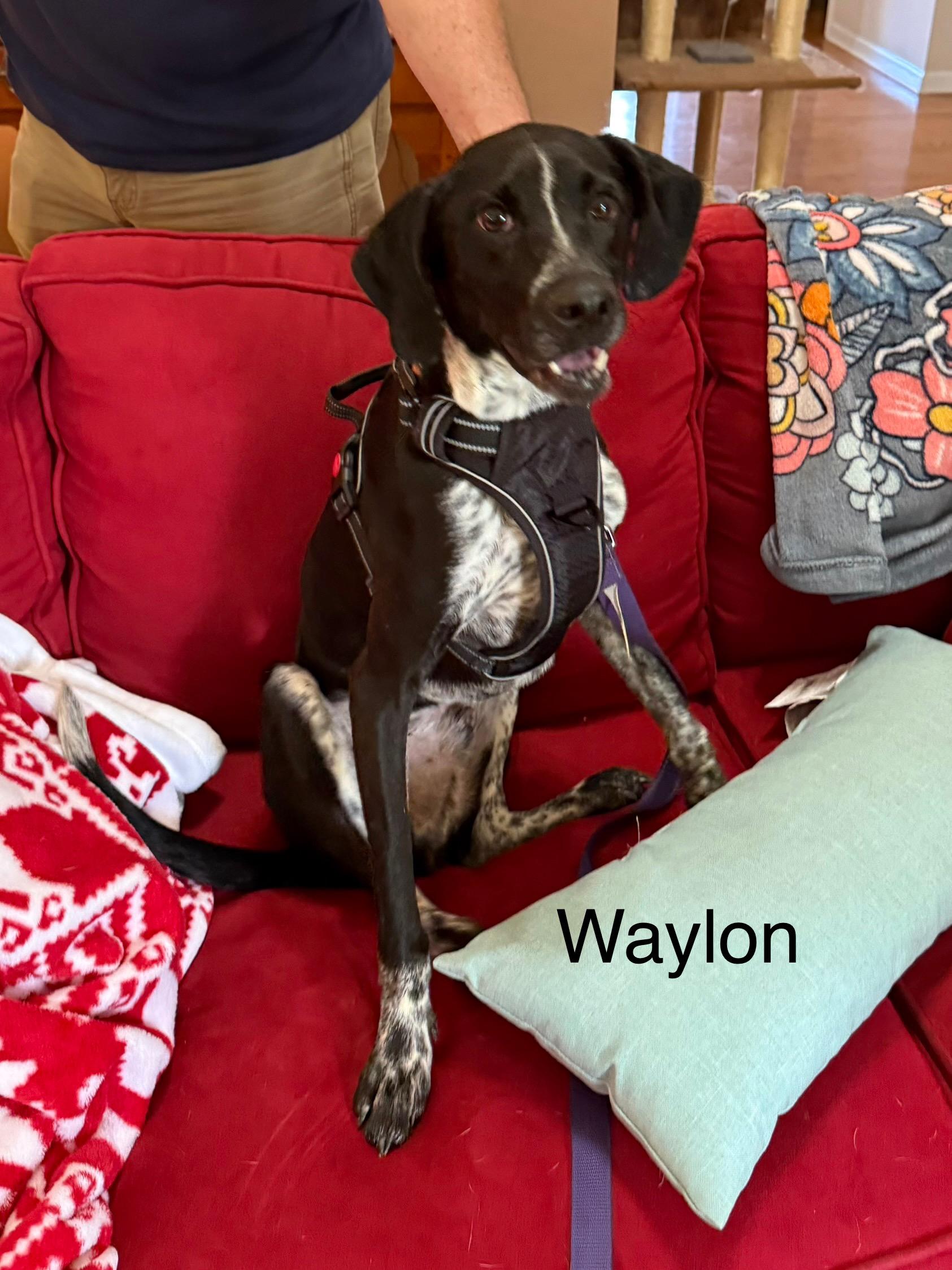 Dog for adoption - Waylon, a Bluetick Coonhound Mix in Spartanburg, SC | Petfinder