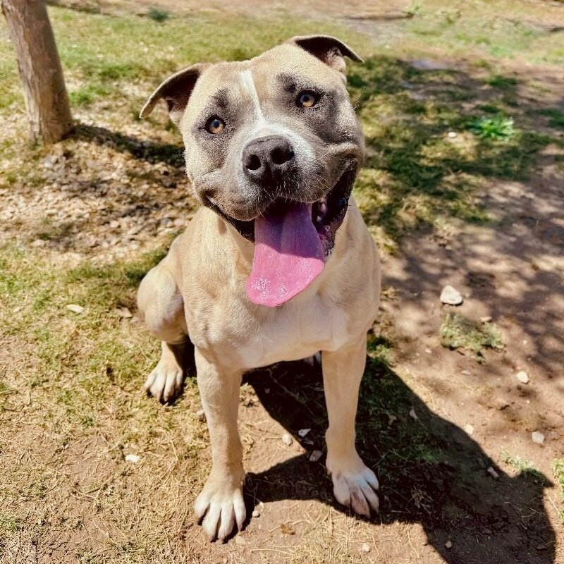 Dog for adoption - Qbert Hubert the Lovable Goofy Goober, an American ...