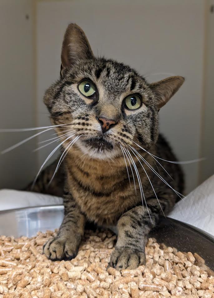 Adoption Form | Dog - Whatcom Humane Society