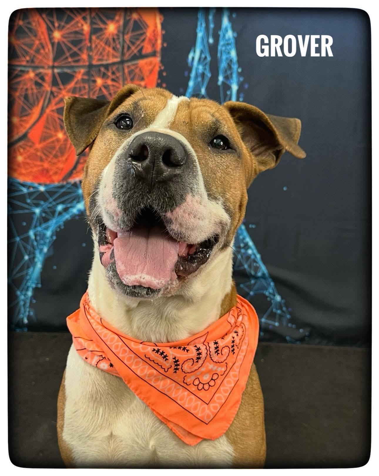 Dog for adoption - Grover, a Mixed Breed in Flint, MI | Petfinder