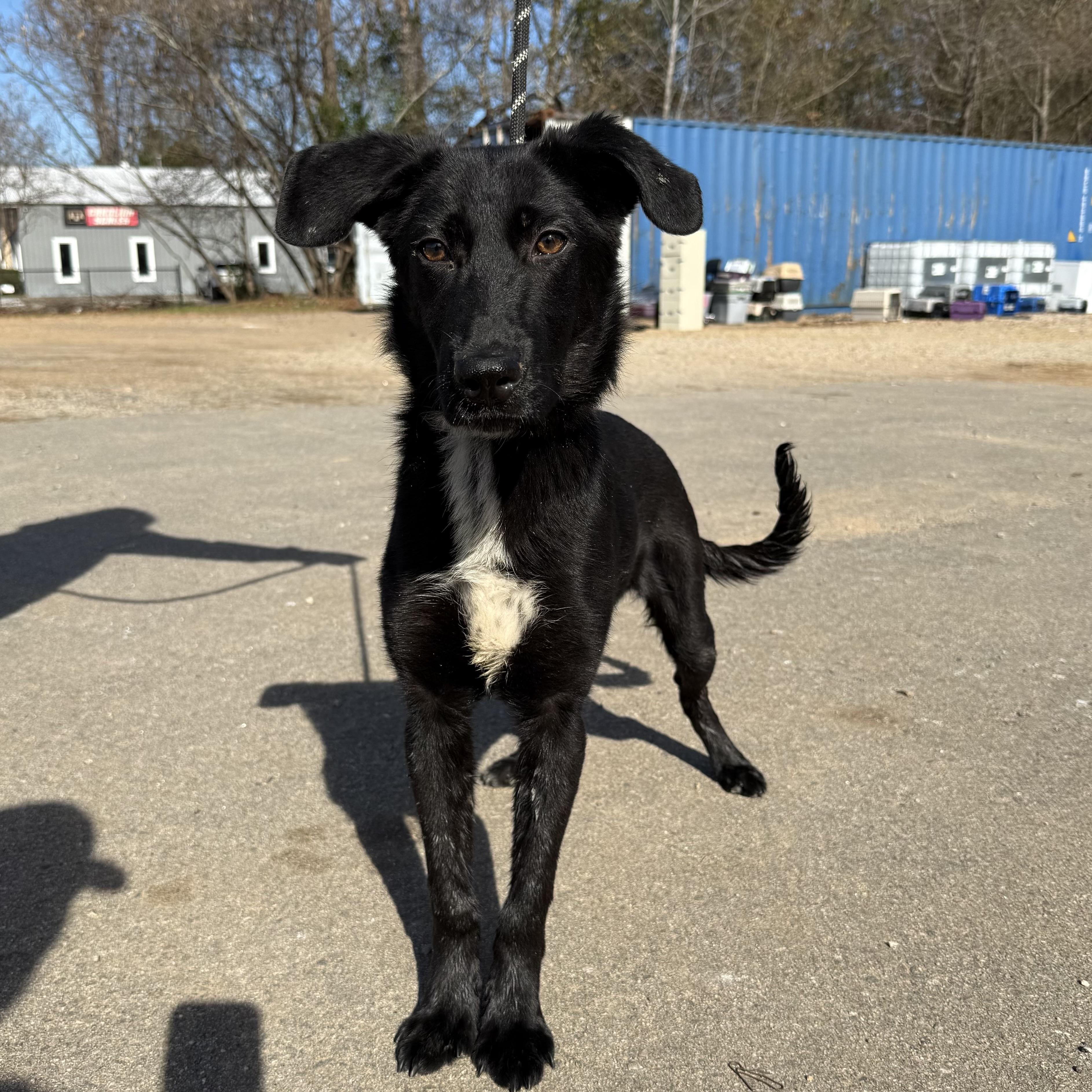 Nigiri - Adoptable Pet | Petfinder | Petfinder