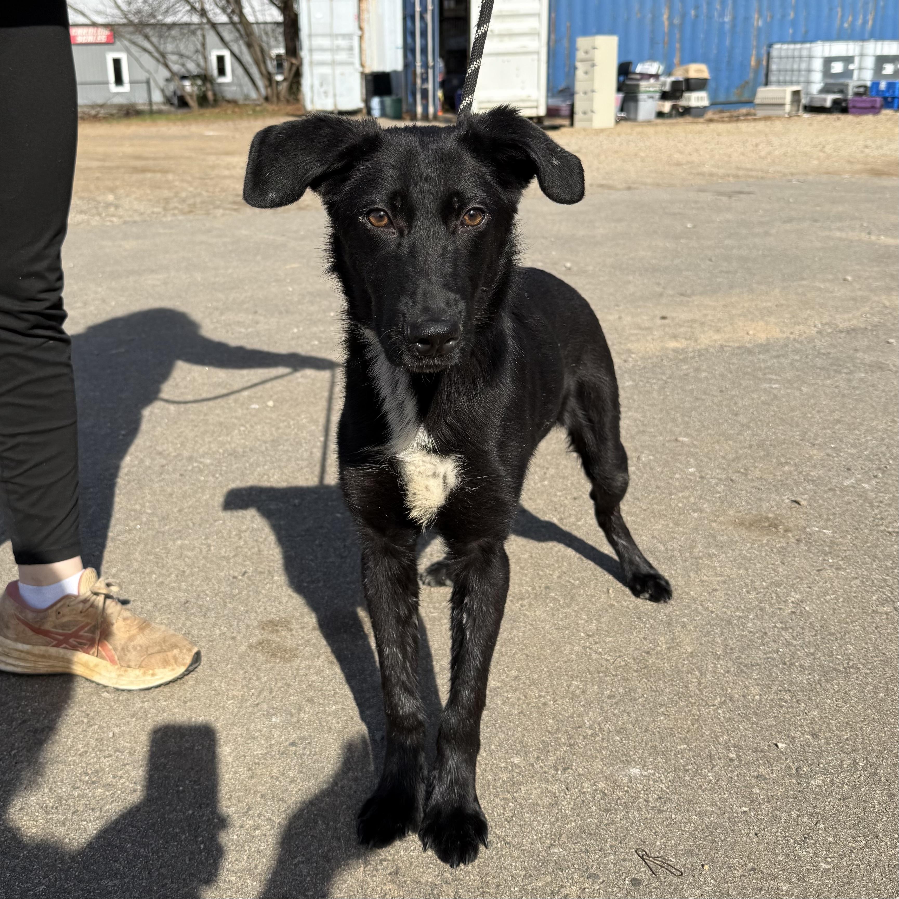 Nigiri - Adoptable Pet | Petfinder | Petfinder