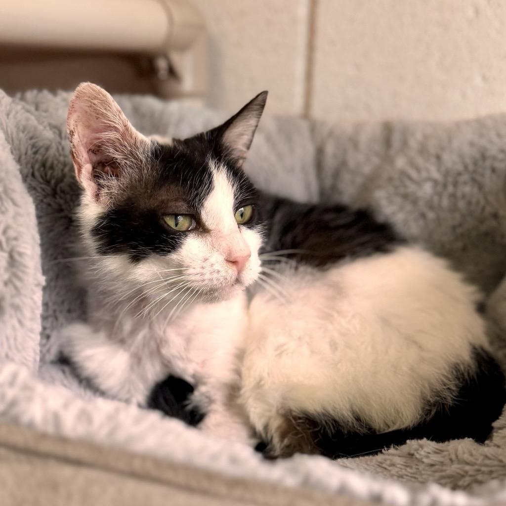 Cat for adoption - Forsythia- $20 through 5/15 ETS, a Domestic Short ...