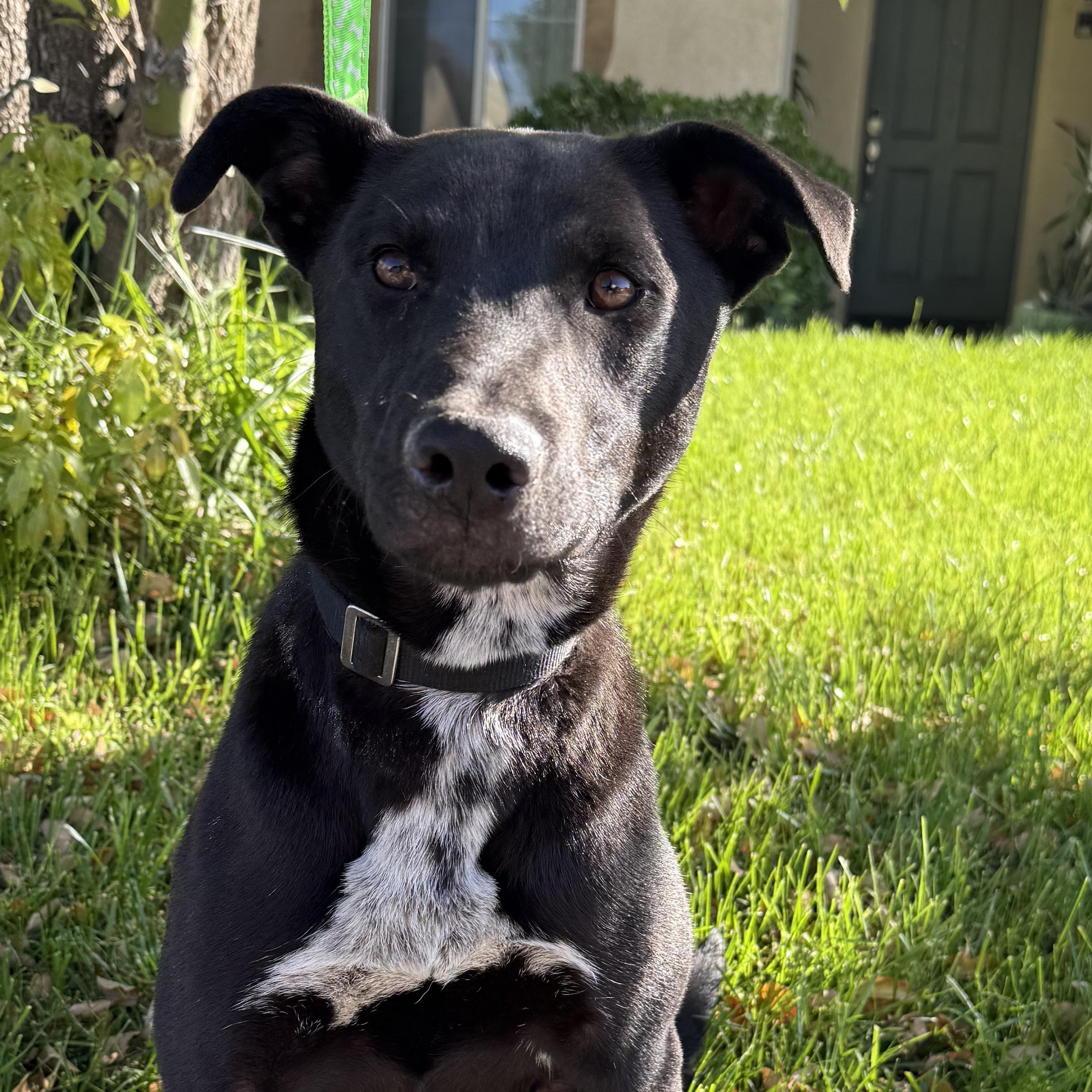 Dog for adoption - OBSIDIAN, a Labrador Retriever Mix in Ontario, CA ...