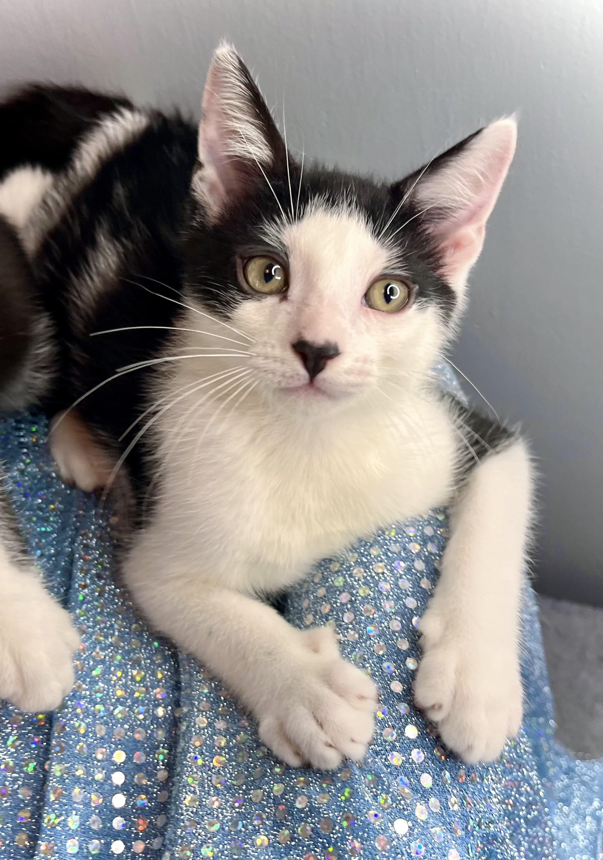 Cat for adoption - Boone, a Domestic Short Hair Mix in Rocky Hill, CT ...