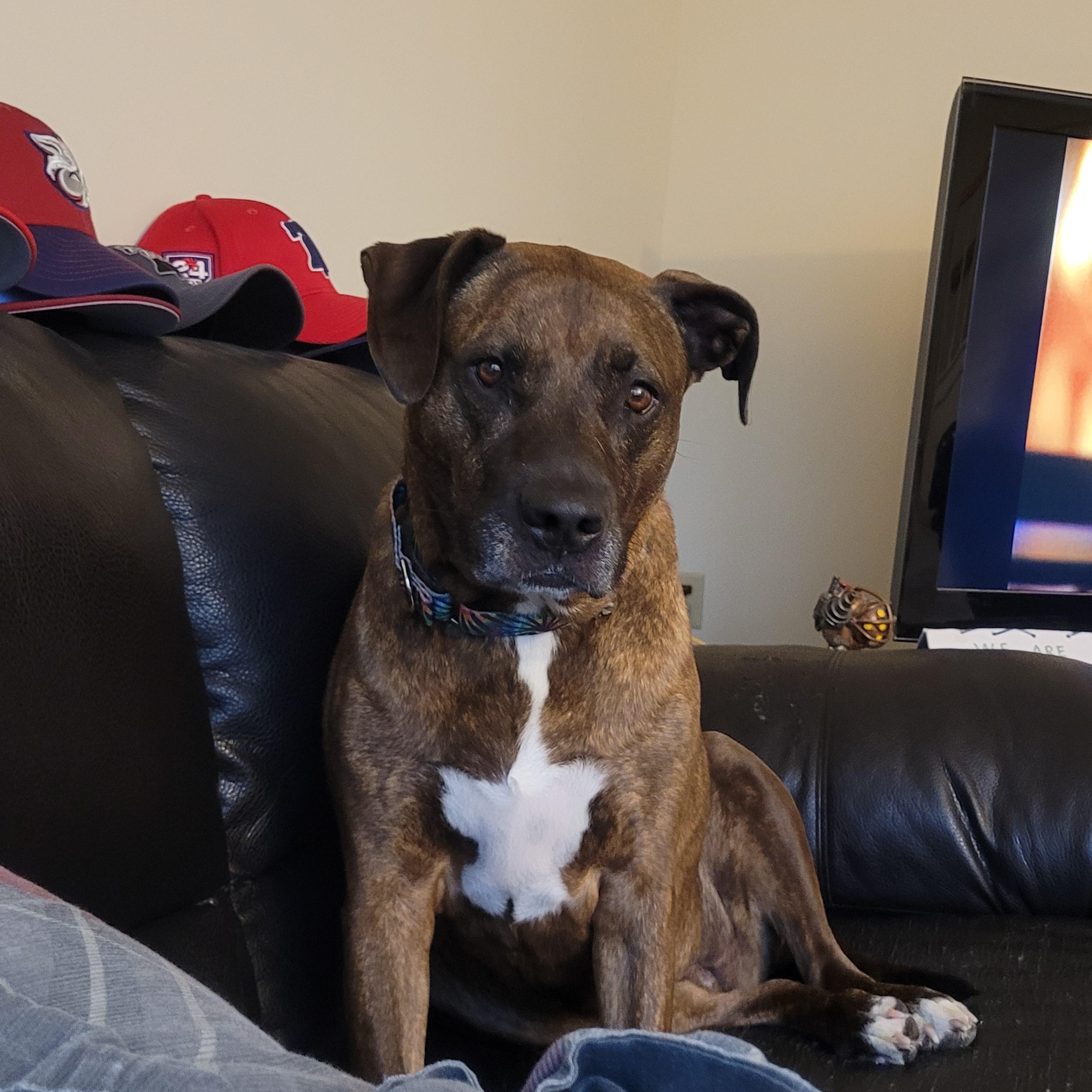 Dog for adoption - STORMY, a Mountain Cur & Plott Hound Mix in Hamilton ...