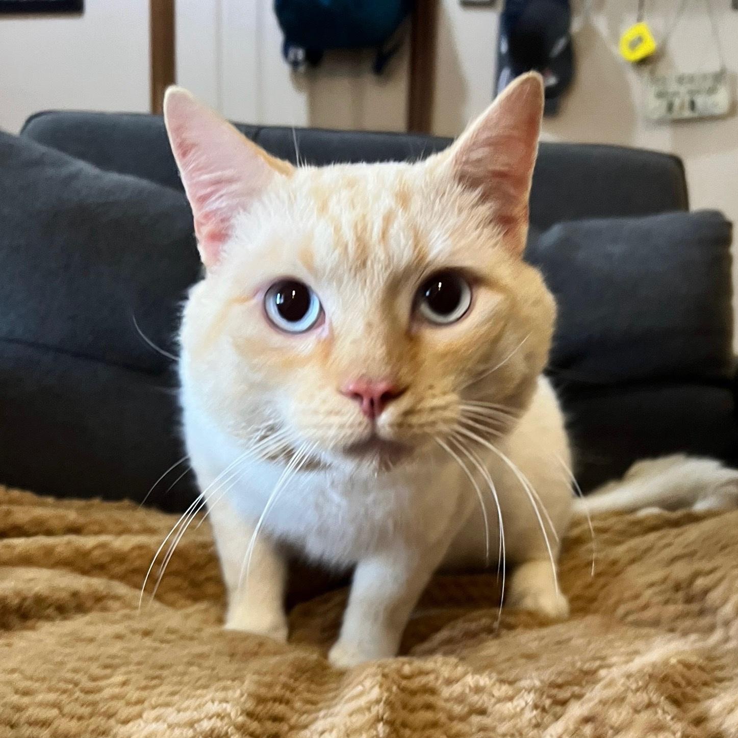 Cat for adoption - Toasty, a Siamese Mix in Parma, OH | Petfinder