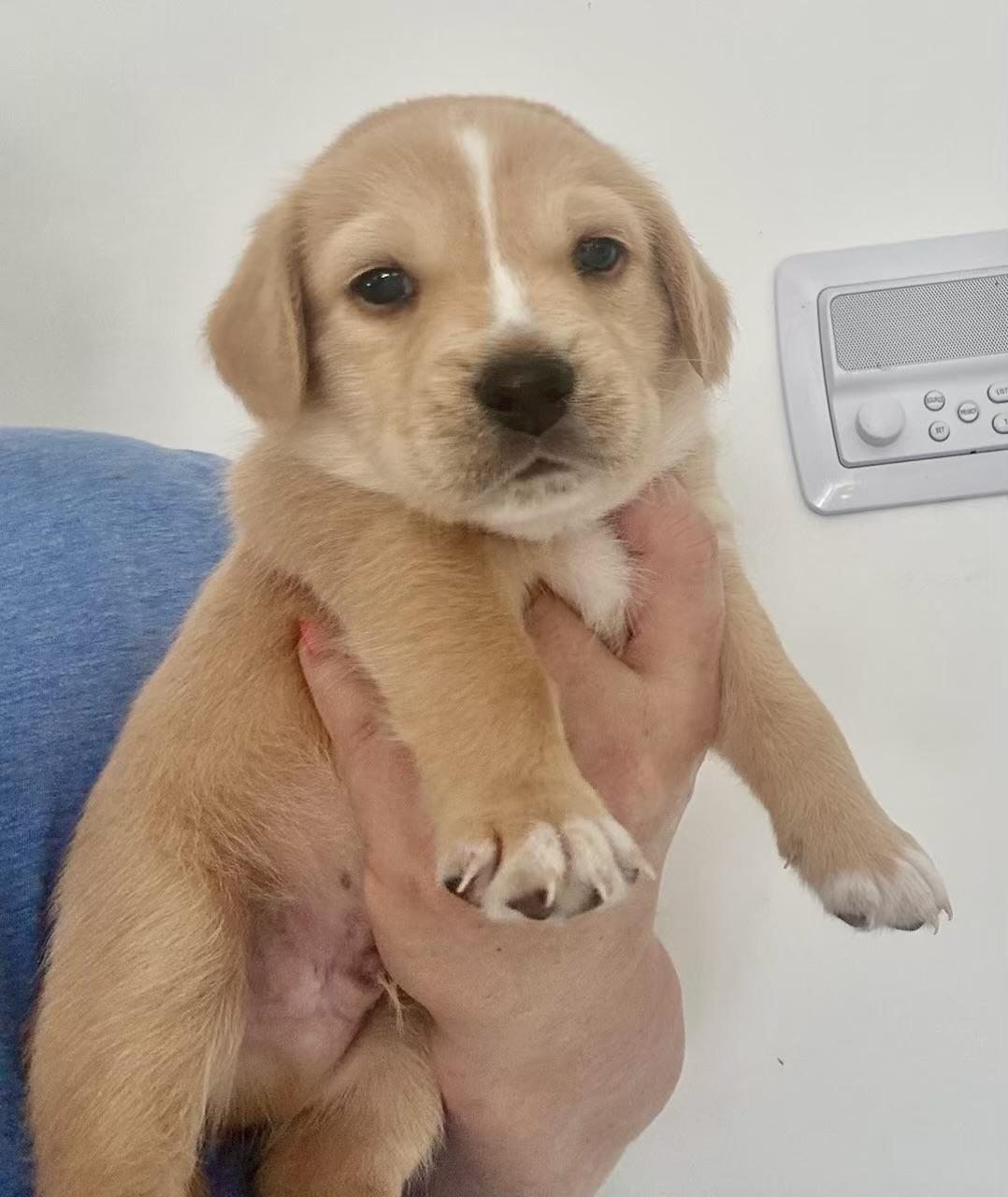 Dog for adoption - max, a Labrador Retriever & Golden Retriever Mix in ...