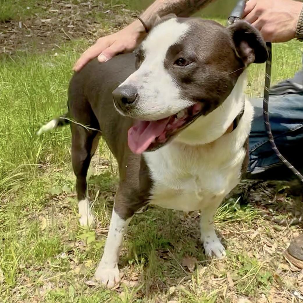 Dog for adoption - Freckles, a McNab Mix in North conway , NH | Petfinder