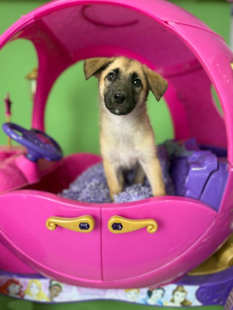 Dog for adoption - Fraulein, a German Shepherd Dog Mix in Bellingham ...