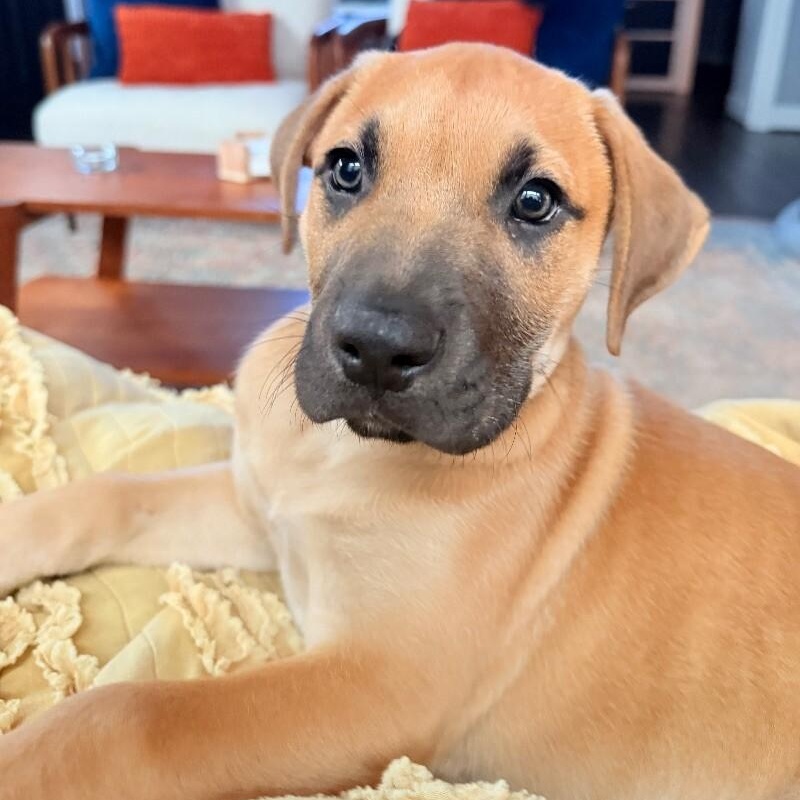 Dog for adoption - Presley Not Elvis But Has You All Shook Up, a ...