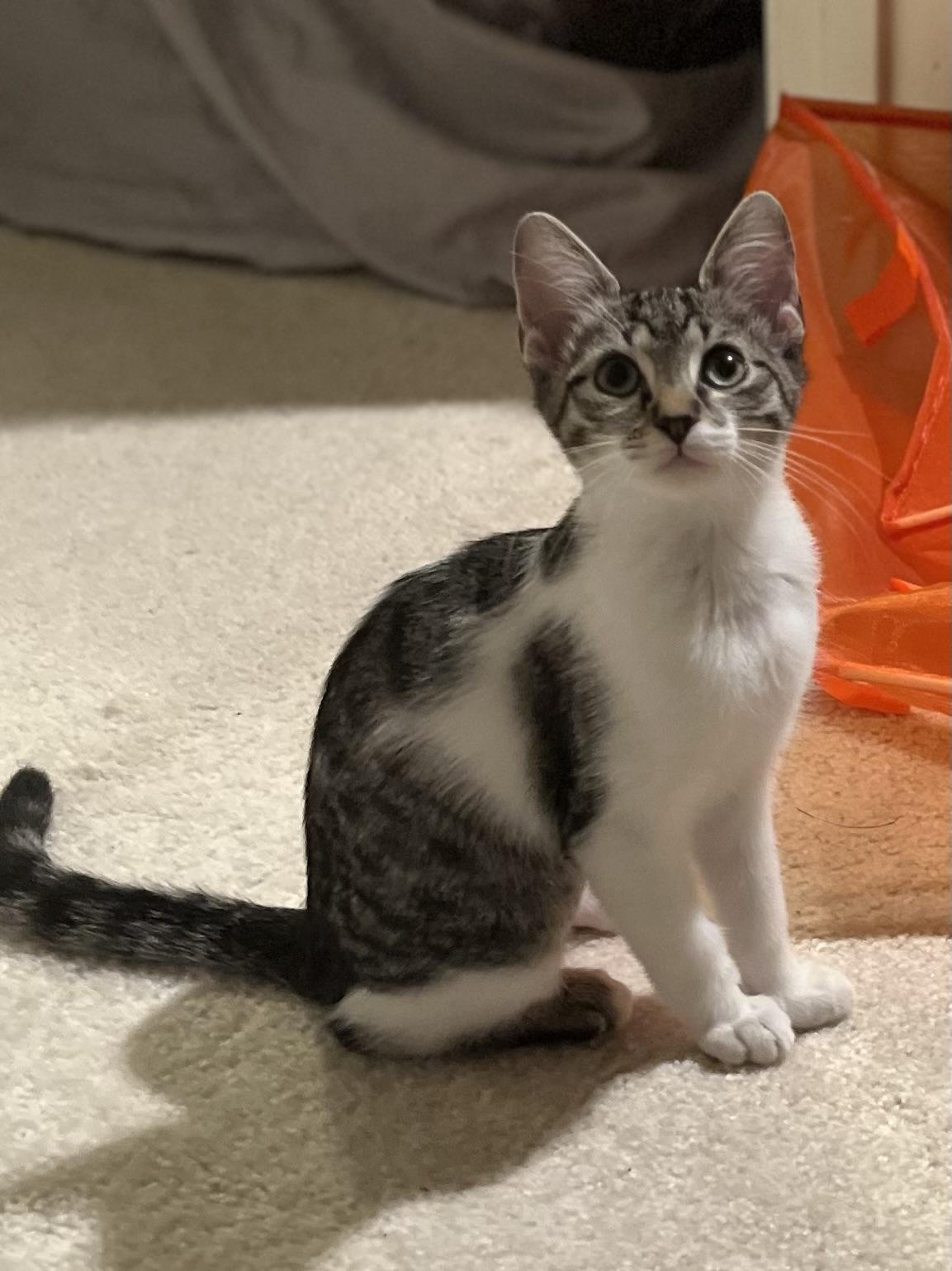 Cat for adoption - Abby Tabby, a Tabby in Boston, MA | Petfinder