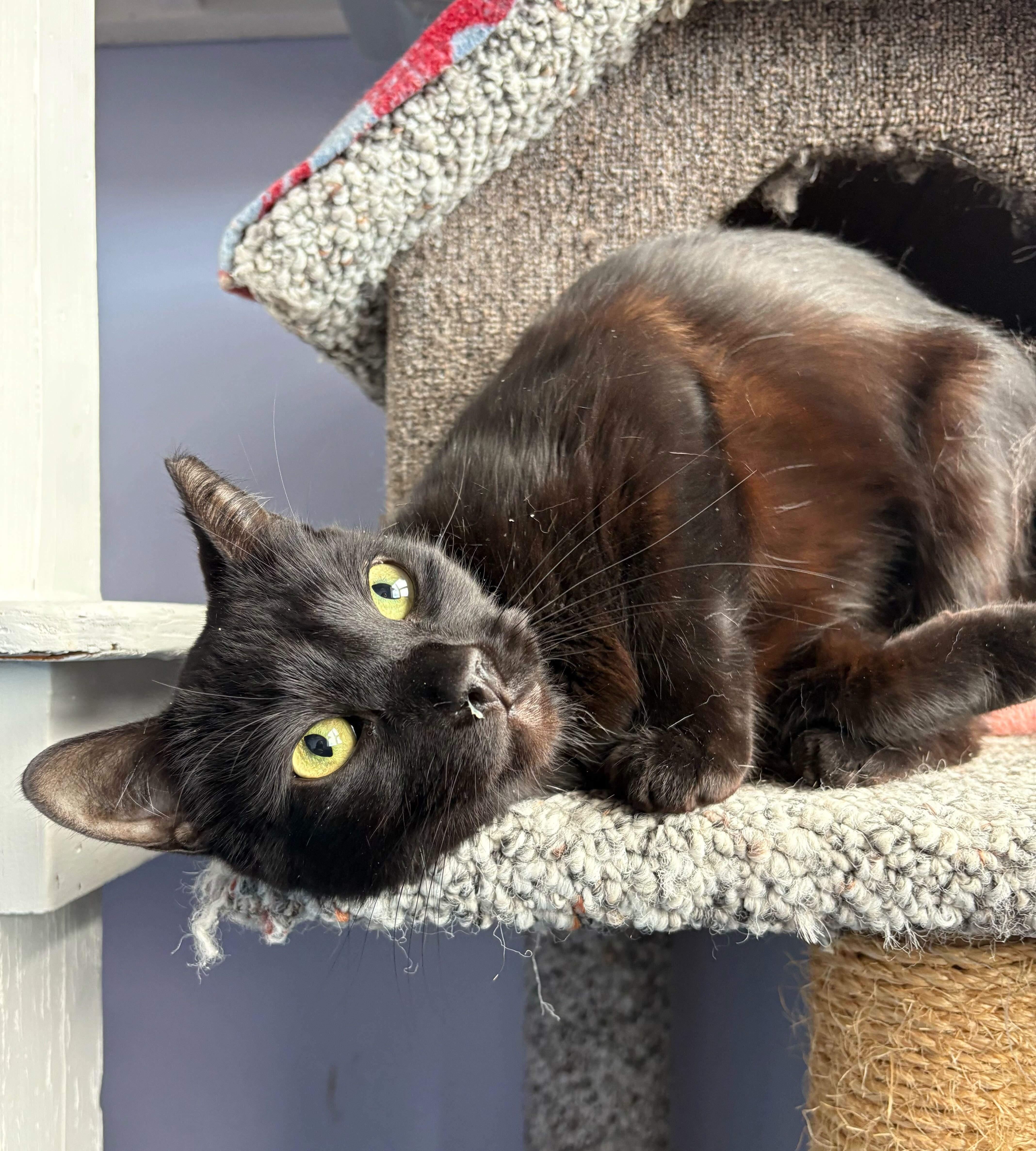 Onyx - Adoptable Pet | Petfinder | Petfinder