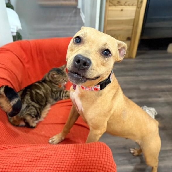 Dog for adoption - Tilly Noodle the happiest little ray of sunshine, a ...