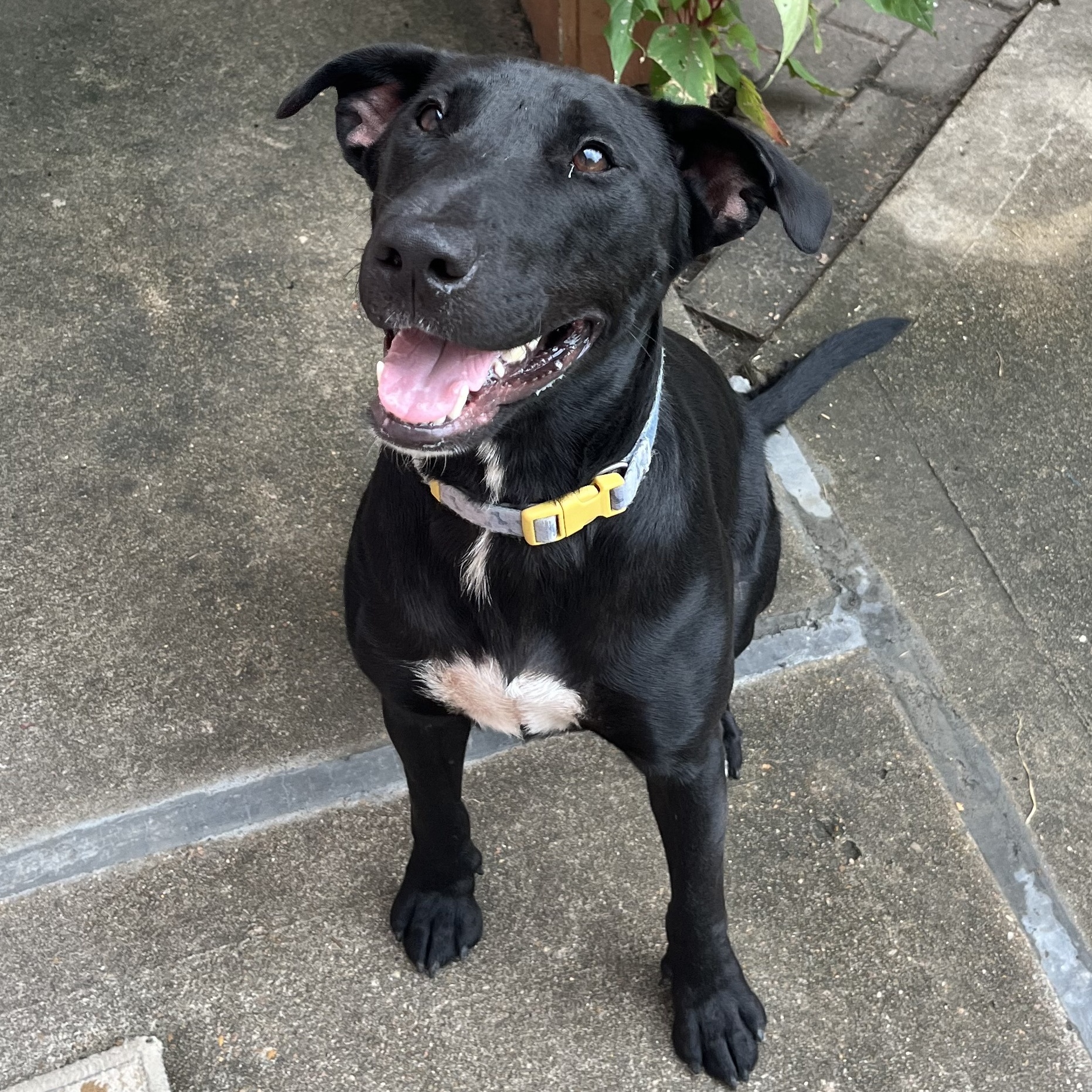 Dog for adoption - Nyx, a Labrador Retriever Mix in Trenton, NJ | Petfinder