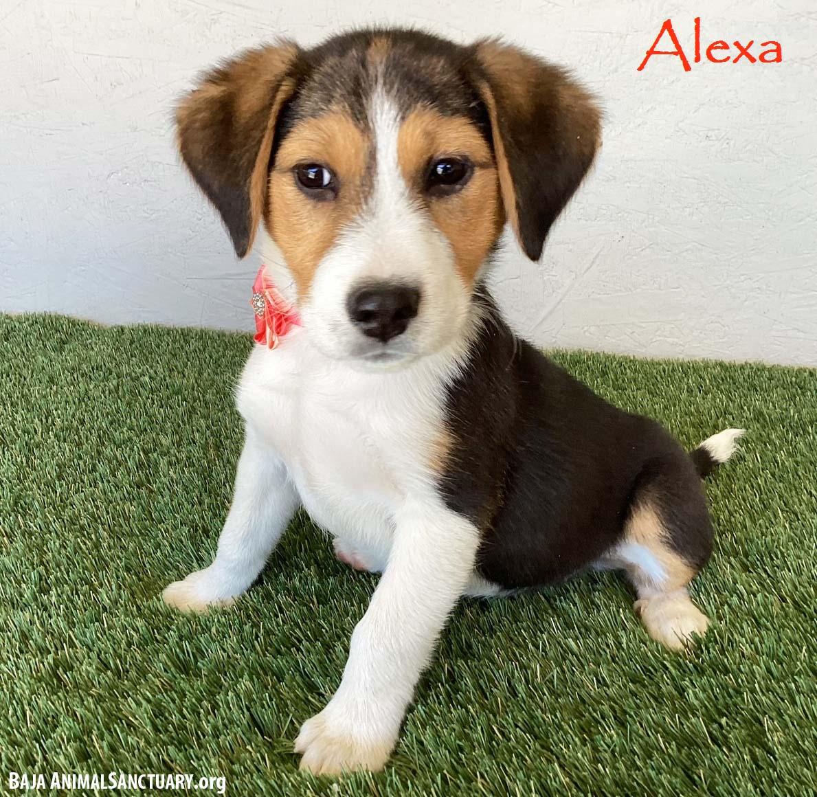 Dog for adoption - Alexa, a Beagle Mix in San Diego, CA | Petfinder