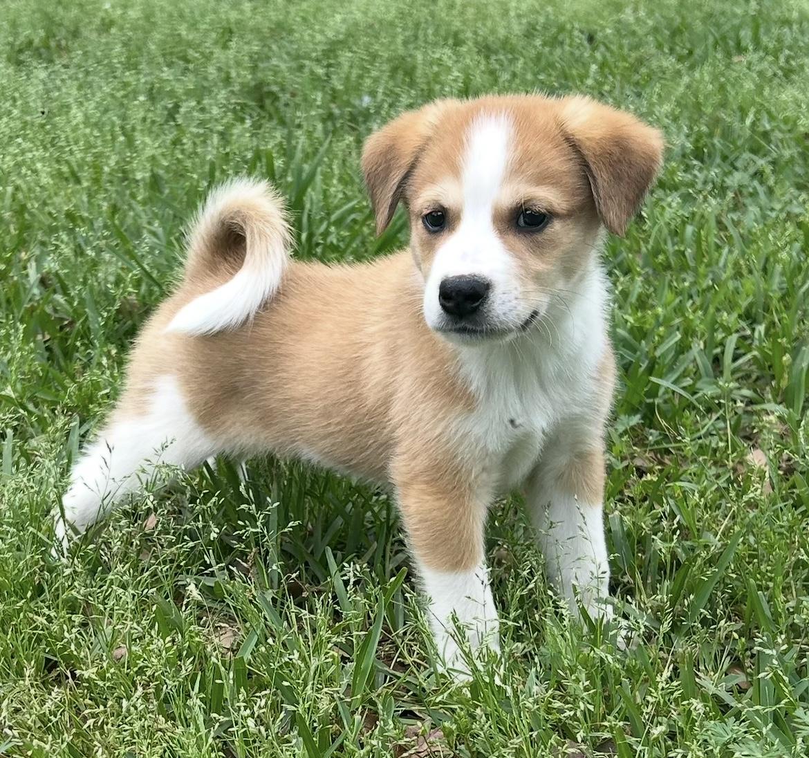 Dog for adoption - Rubble, a Labrador Retriever & Black Mouth Cur Mix ...