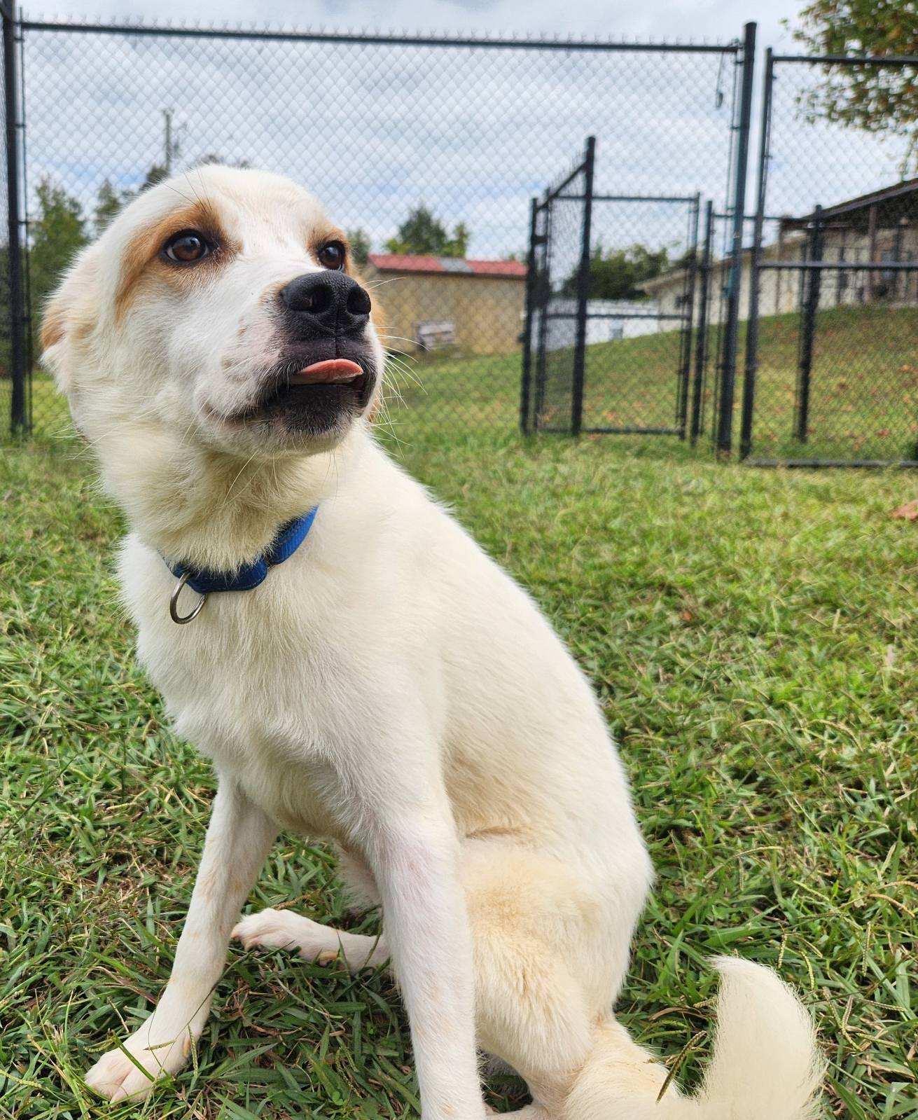 Dog for adoption - Cowboy, a Great Pyrenees Mix in Lebanon, TN | Petfinder
