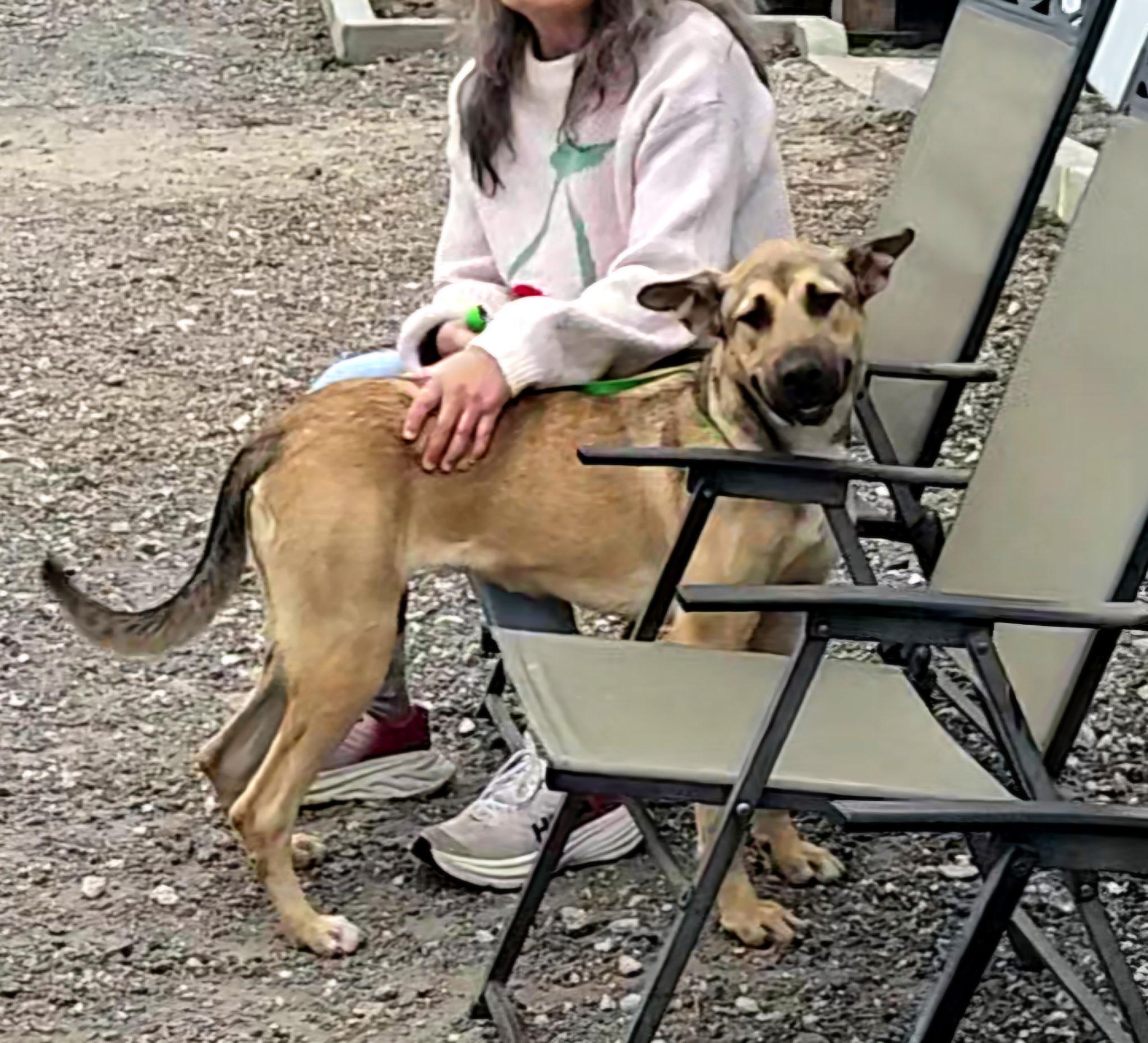 Dog for adoption - Eve, a Shepherd Mix in Appleton, WI | Petfinder