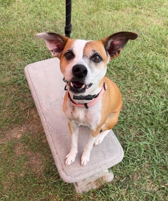 Dog for adoption - Bambi is ready to learn all the cool tricks!, a Jack ...
