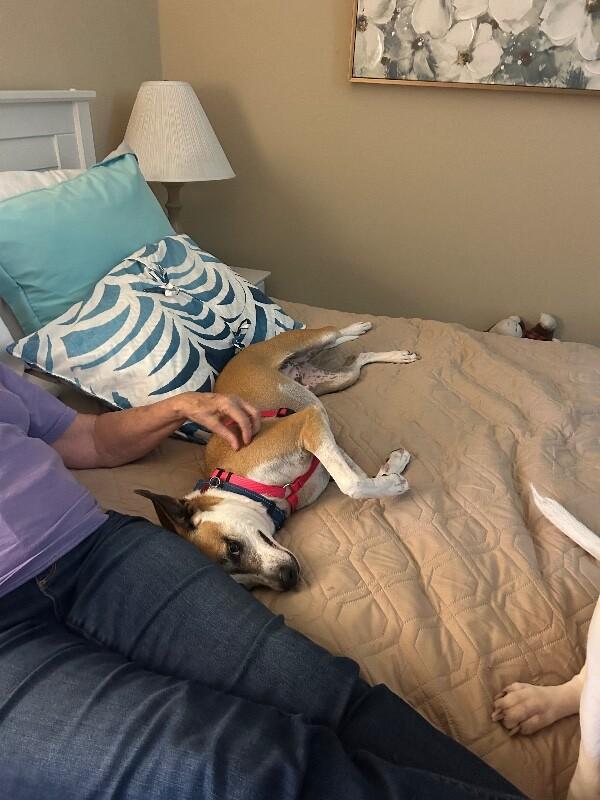 Dog for adoption - Bambi is ready to learn all the cool tricks!, a Jack ...