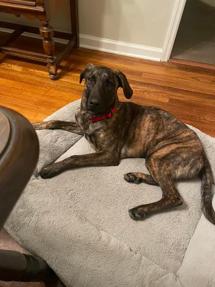 Dog for adoption - Cleo, a Mastiff & Shepherd Mix in Vandergrift, PA ...