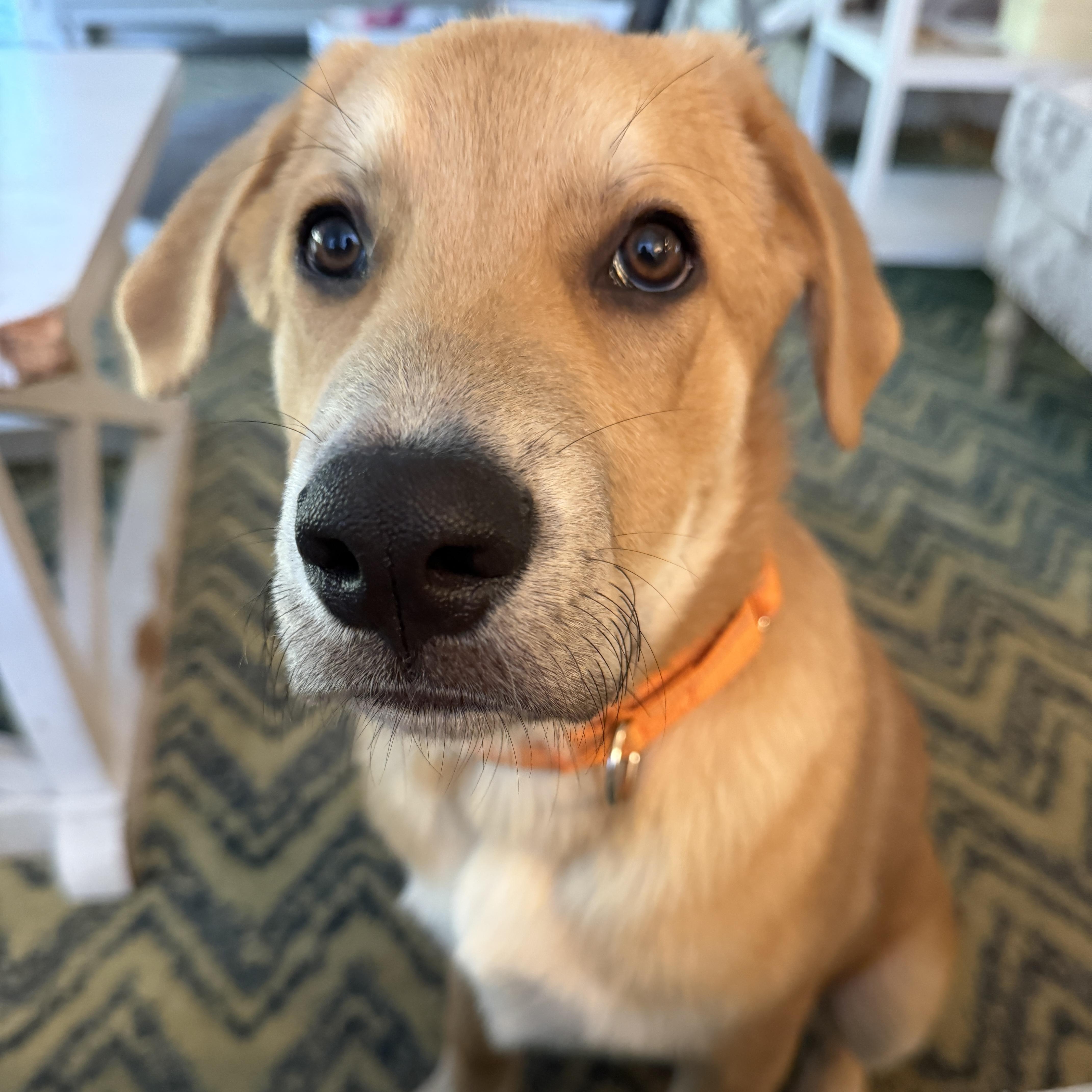 Dog for adoption - Snow, a Golden Retriever & Shepherd Mix in Chatham ...
