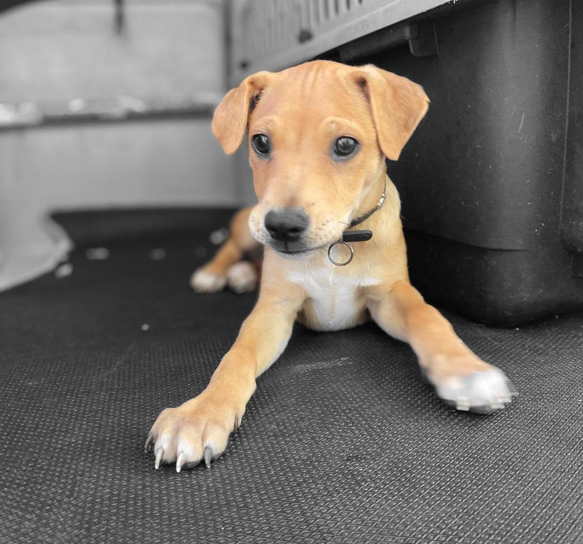 Dog for adoption - Daniel, a Beagle Mix in Albion, NY | Petfinder