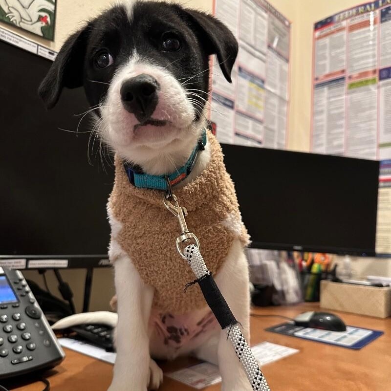 Dog for adoption - Goomba Dani, a Pit Bull Terrier & Labrador Retriever ...