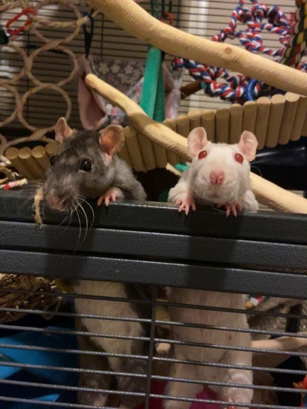 Rat for adoption - Cloud & Moon, a Rat in Bristol, CT | Petfinder