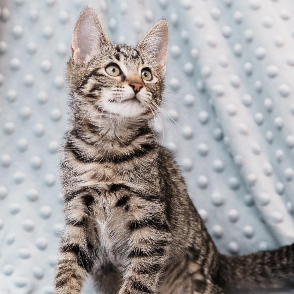Cat for adoption - Cinnamon, a Domestic Short Hair in Sunnyvale, CA ...