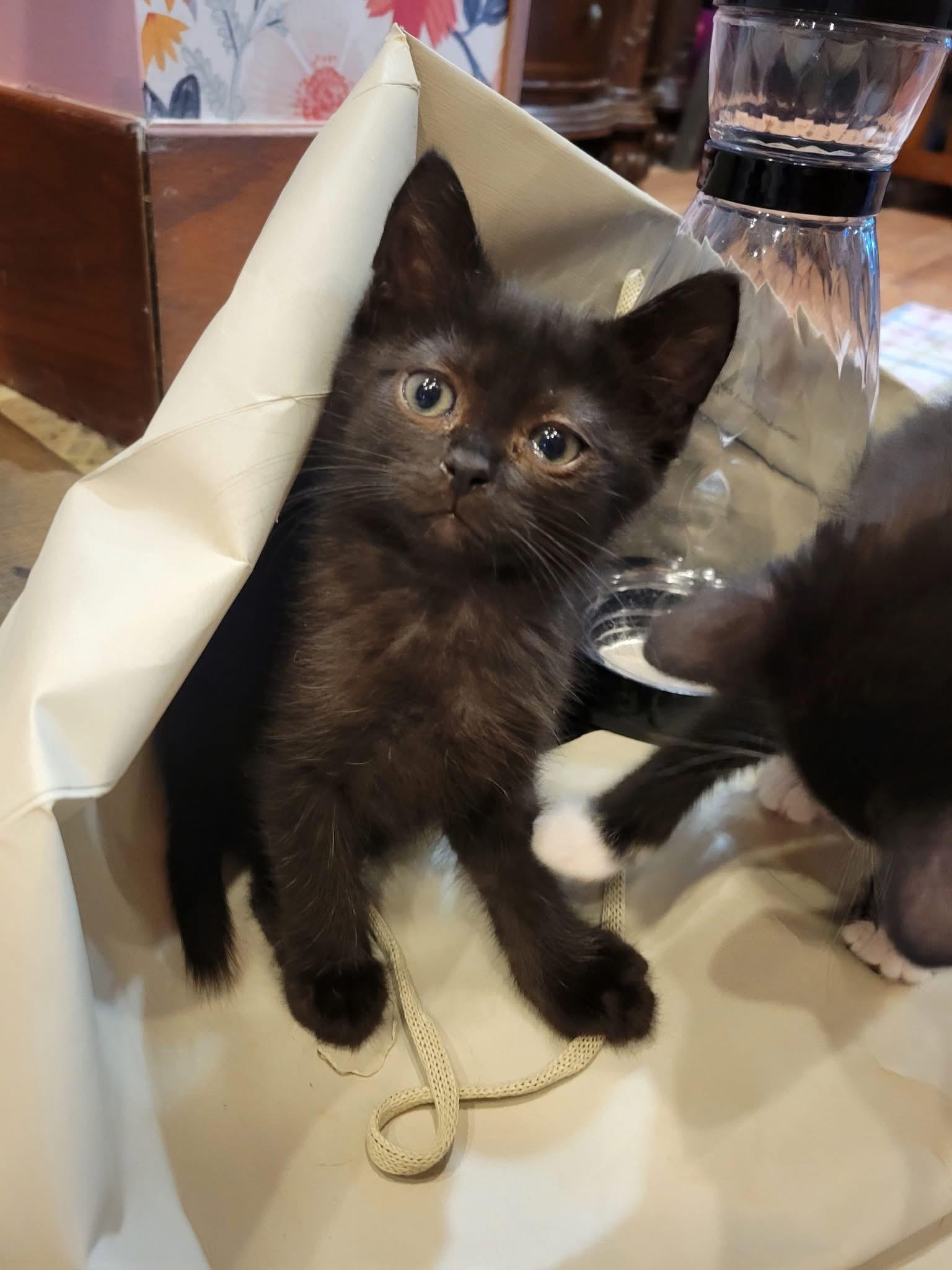 Cat for adoption - Fern, a Domestic Short Hair Mix in Omaha, NE | Petfinder