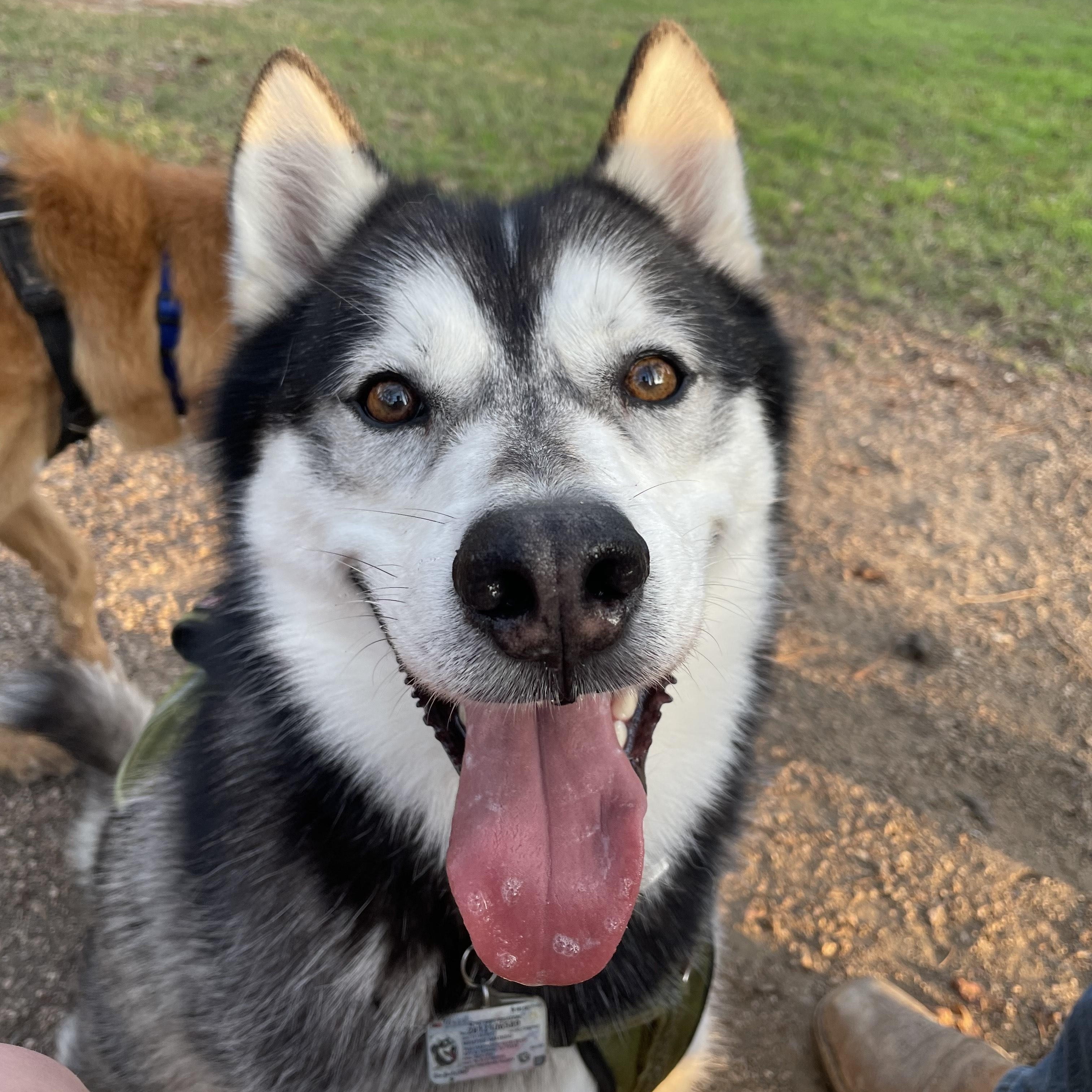 Dog for adoption - Memphis, a Husky Mix in Myrtle Beach , SC | Petfinder
