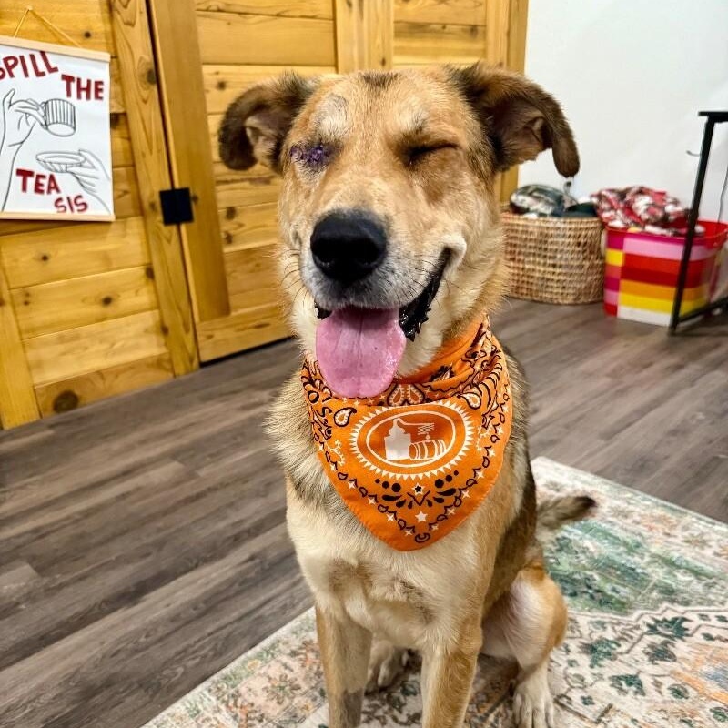 Dog for adoption - Uno Cleveland the One-Eyed Wonder Boy, a German Shepherd Dog & Shepherd Mix ...