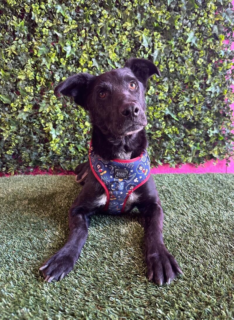 Dog for adoption - Ricky, a Flat-Coated Retriever Mix in Los Angeles ...
