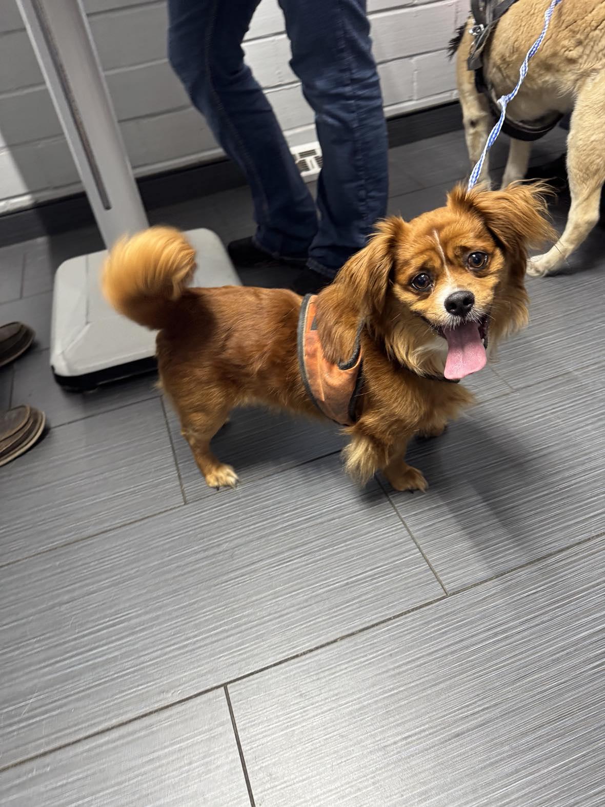 Dog for adoption - Beethoven, a Dachshund (Long Haired) & Maltese Mix ...