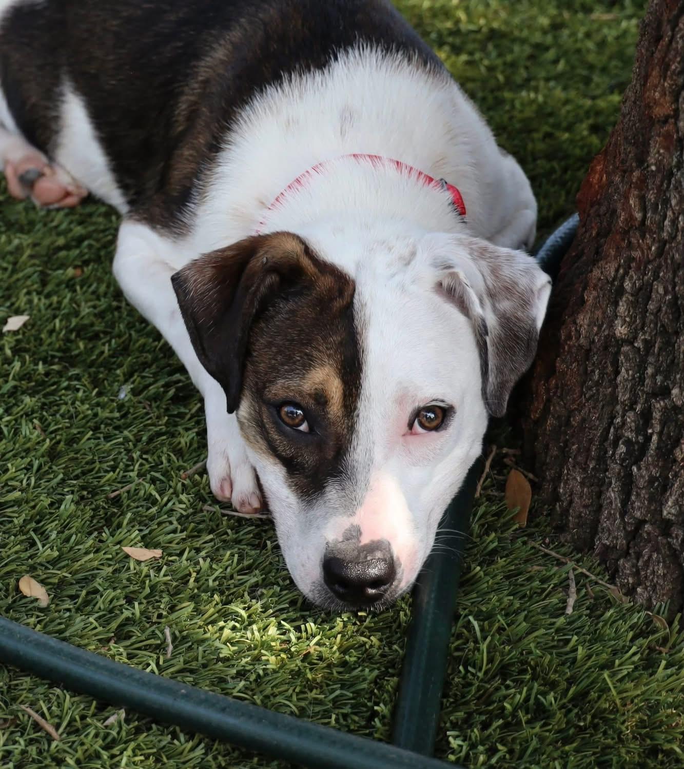 Dog for adoption - Bert, a Foxhound & Labrador Retriever Mix in ...