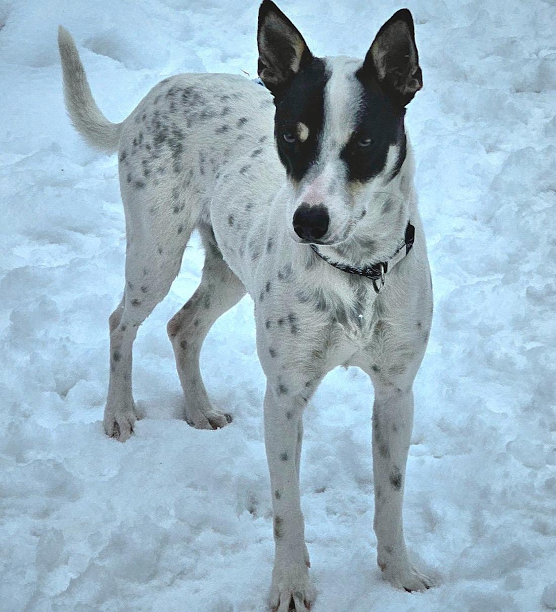 Dog for adoption - Boomer (WA), a Rat Terrier in Pullman, WA | Petfinder