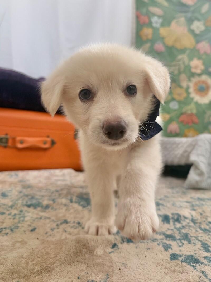 Dog for adoption - Mason Jensen, a Labrador Retriever & Great Pyrenees ...