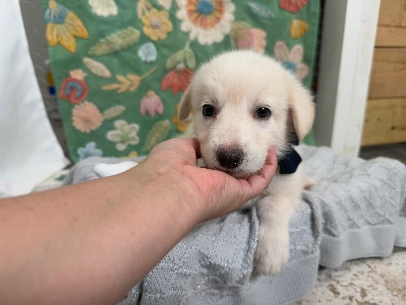 Dog for adoption - Mason Jensen, a Labrador Retriever & Great Pyrenees ...