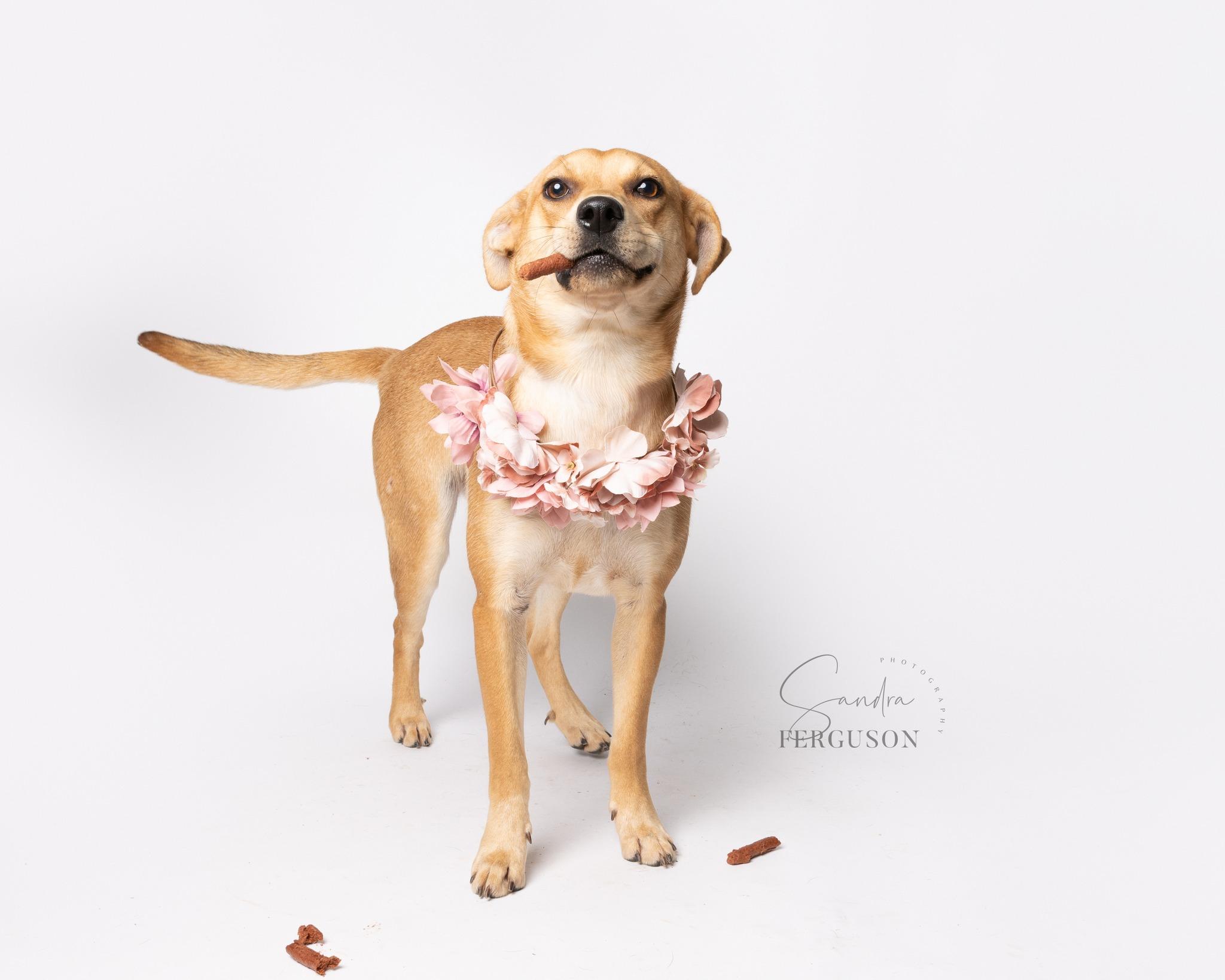 Dog for adoption - Mabel (Petco Millington, TN), a Feist & Yellow ...